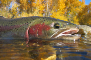 When do Steelhead Spawn: Times, Locations and Conditions