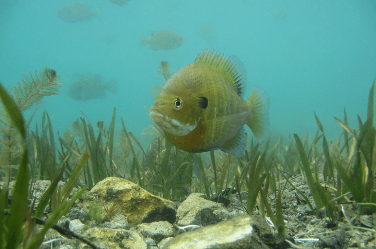When do Bluegill Spawn: Times, Seasons and Locations
