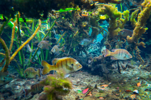 When do Bluegill Spawn: Times, Seasons and Locations