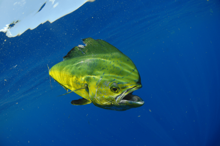 Dorado Fish: Tips on How to Catch, Clean & Cook