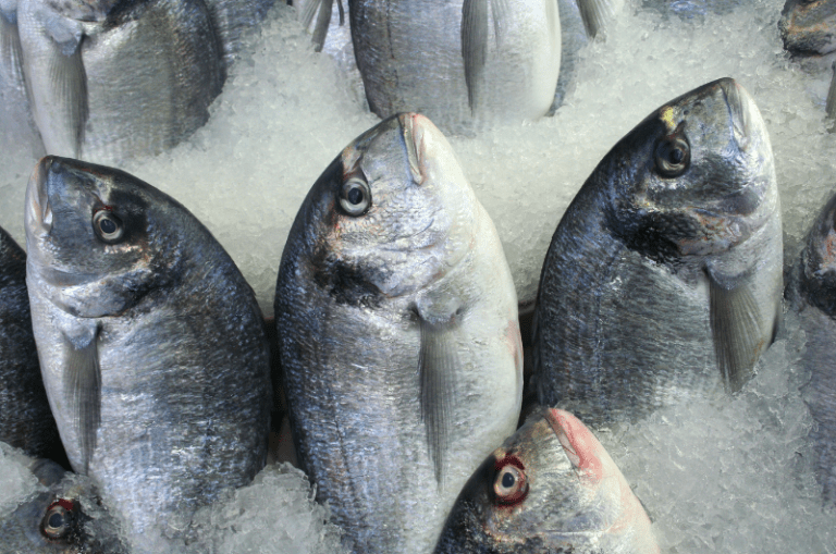 How Long Can You Keep Fish on Ice?
