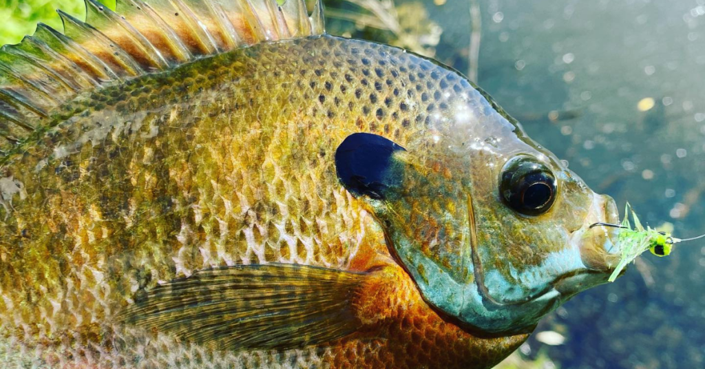 Fly Fishing for Bluegill: Essential How-To Guide – Tackle Village