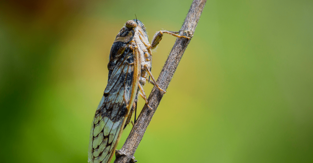 Fly Fishing a Cicada Hatch: Essential Tips for Success