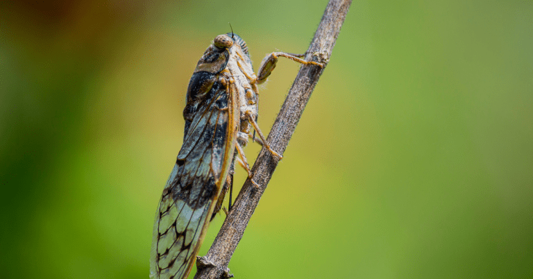 Fly Fishing a Cicada Hatch: Essential Tips for Success