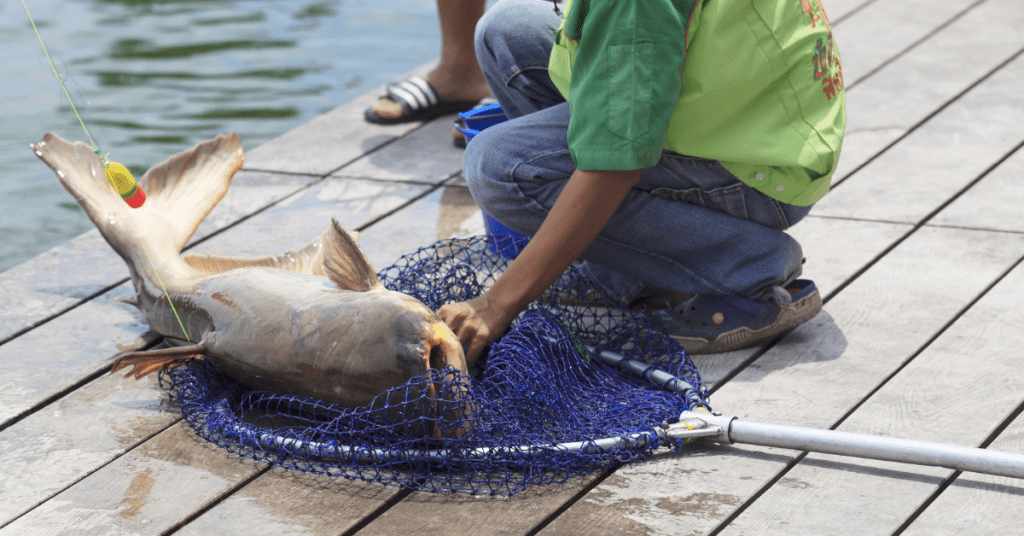 How to Hold a Catfish: Protect the Fish and Your Arms