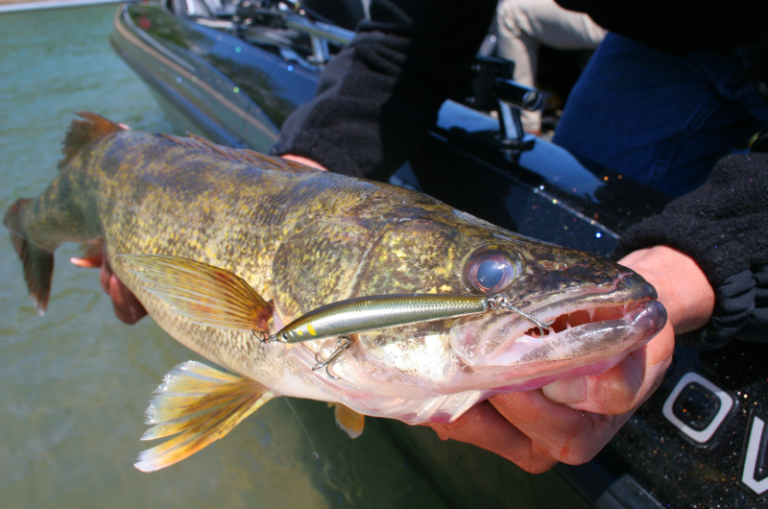 How to Hold a Fish Properly: Tips for Handling, Photographing & Releasing