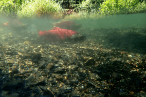 When do Salmon Spawn: Spawning Times for All Species
