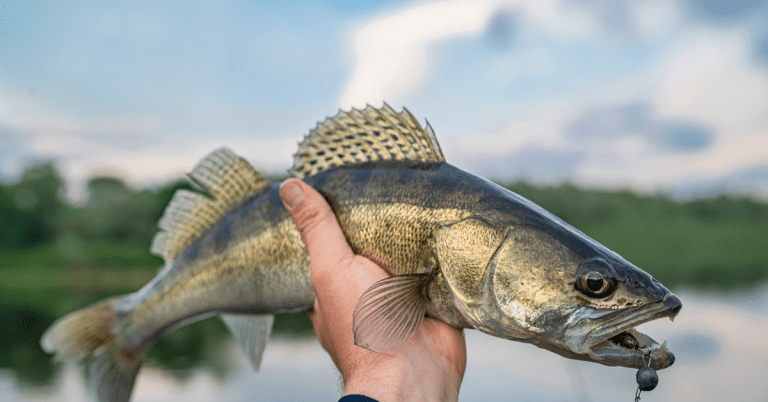 Choosing What Size Hooks for Walleye: Pro Guide and Chart