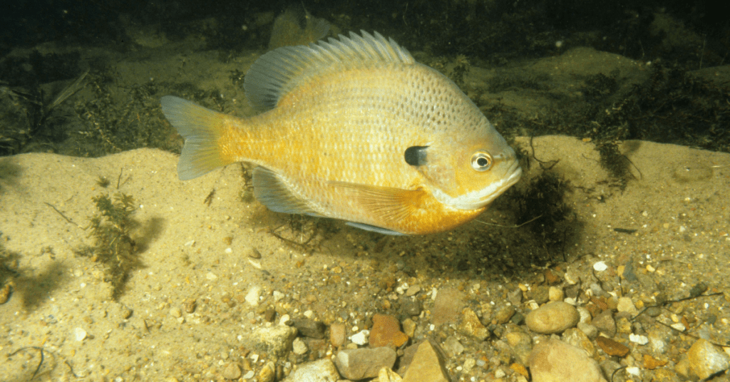 Bluegill Fishing: Tips, Gear and Techniques