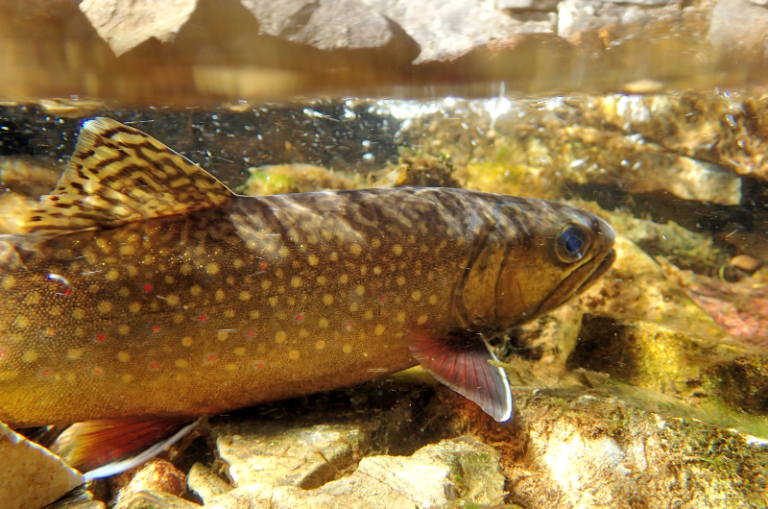 When do Brook Trout Spawn: Season, Conditions and Locations