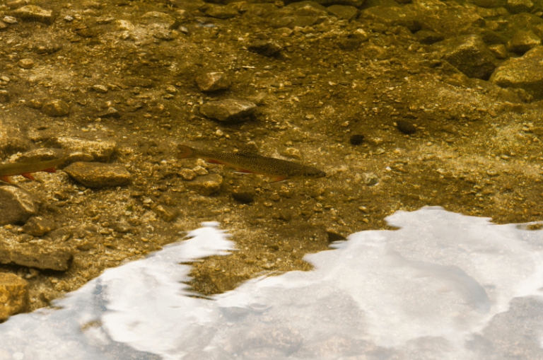 When do Brook Trout Spawn: Season, Conditions and Locations