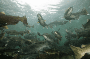 When do Salmon Spawn: Spawning Times for All Species