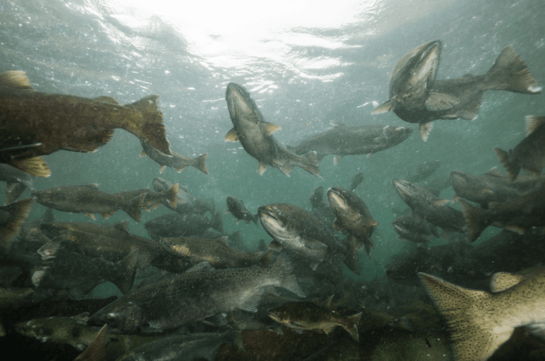 When do Salmon Spawn: Spawning Times for All Species