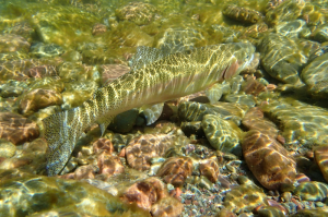 11 Trout Salmon and Char Hybrids: Full List