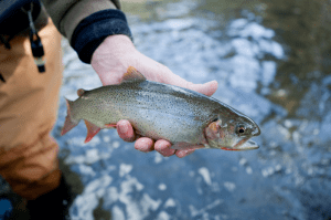 The Best Trout Fishing in Arizona 2025: 14 Top Rivers and Lakes