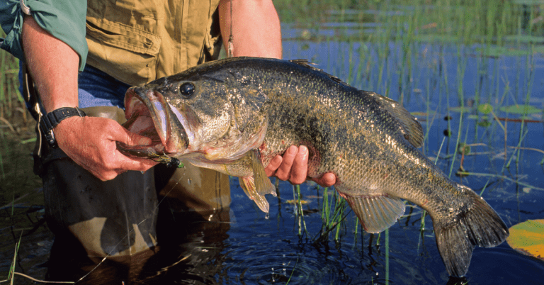 How to Catch a 10lb Largemouth Bass: Expert Tips