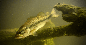 When Do Bass Spawn in Ponds and How to Catch Them