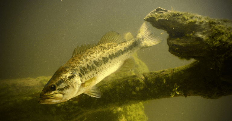 When Do Bass Spawn in Ponds and How to Catch Them