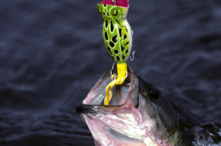 How to Rig a Soft Plastic Frog: Topwater Bass Fishing Tips