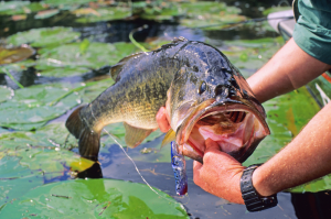 How to Catch a 10lb Largemouth Bass: Expert Tips