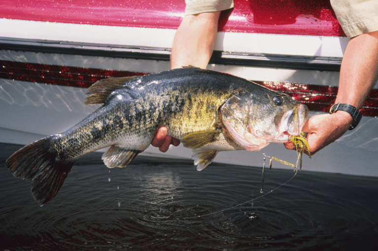 How to Catch a 10lb Largemouth Bass: Expert Tips