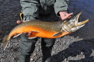 Fishing for Arctic Char 101: A Fly Fishing Guide