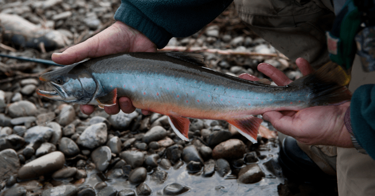 Fishing for Arctic Char 101: A Fly Fishing Guide