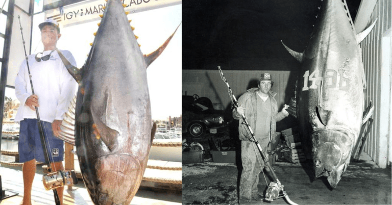 World Record Tuna: Largest Bluefin & Yellowfin Ever Caught
