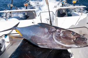 World Record Tuna: Largest Bluefin & Yellowfin Ever Caught