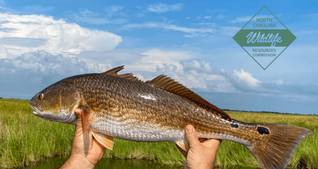 North Carolina Fishing License (2026): Costs, Types & How to Buy