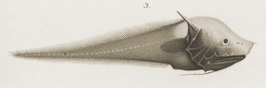 11 Fish With Weird Names: A Funny Fish Species List