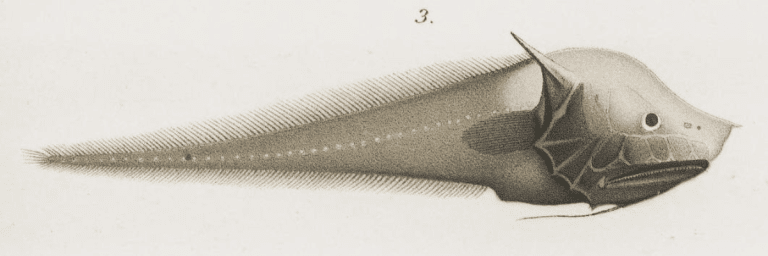 11 Fish With Weird Names: A Funny Fish Species List