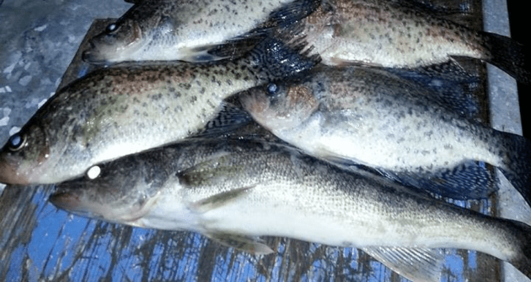 Crappie Fishing: Tips, Gear and Where To Go