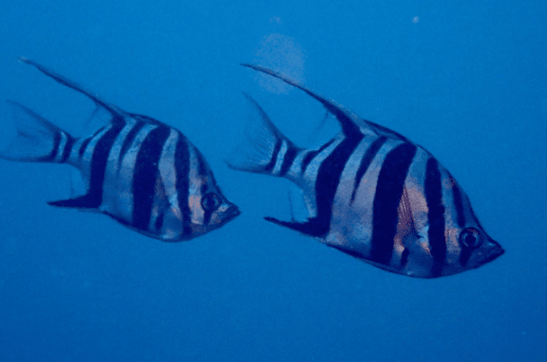 11 Fish With Weird Names: A Funny Fish Species List