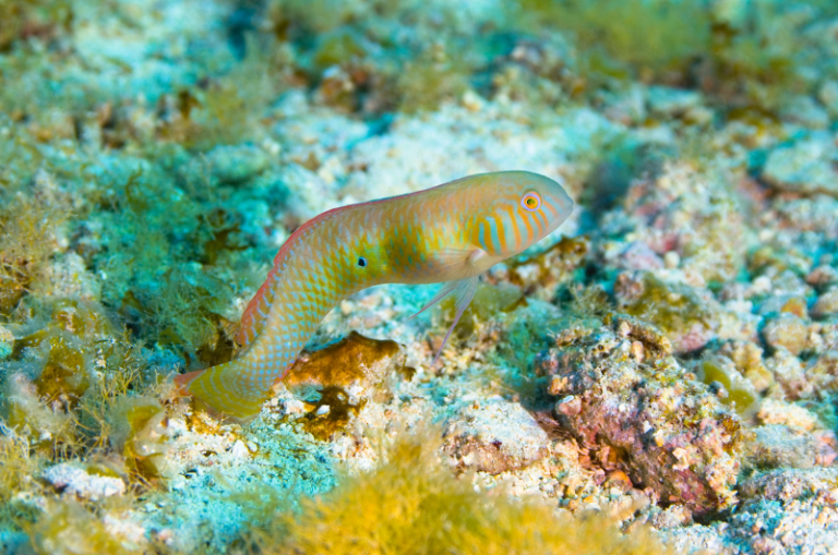 11 Fish With Weird Names: A Funny Fish Species List