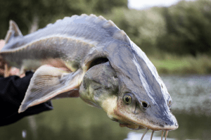 How to Catch Sturgeon: Tackle, Tips and Techniques