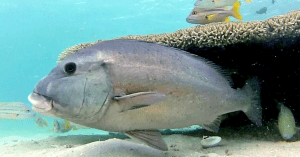 11 Fish With Weird Names: A Funny Fish Species List