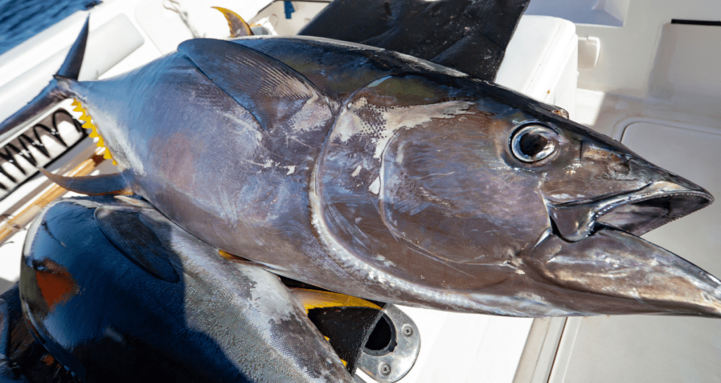 What Is a Tuna Grand Slam? Full Explanation