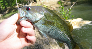 What Are Redeye Bass? How to Find and Identify Them
