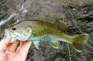 What Are Redeye Bass? How to Find and Identify Them