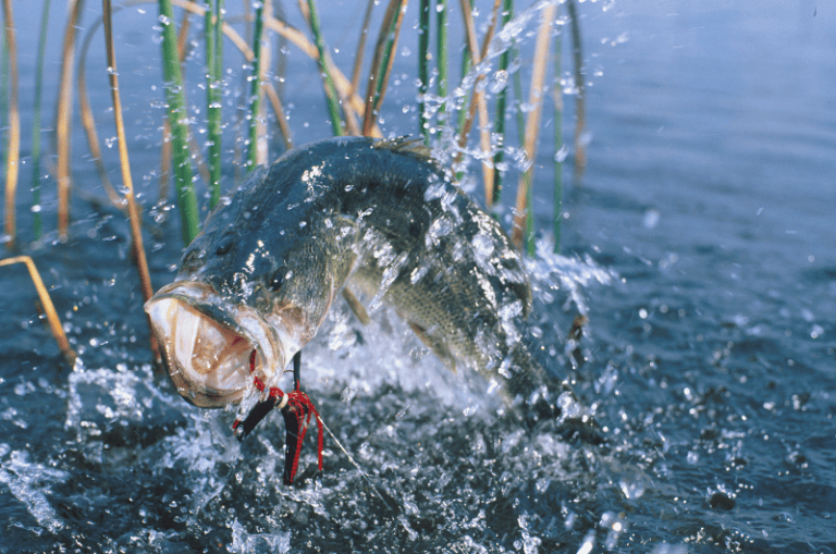 What Is Flipping and Pitching: A How to Guide