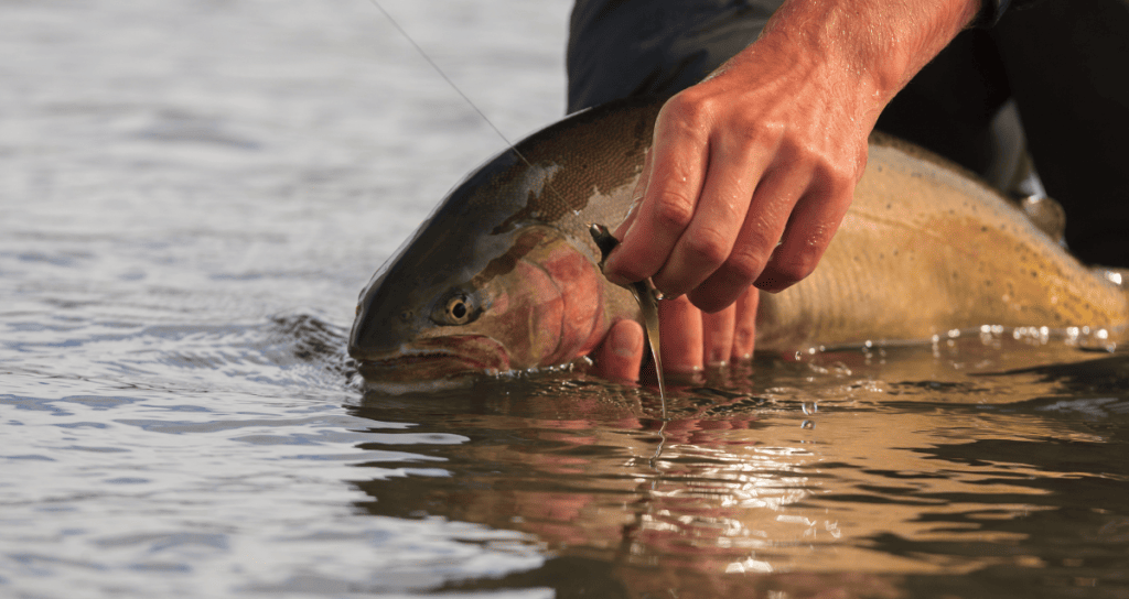 Our Top 5 Leech Fly Patterns: Successful Streamers