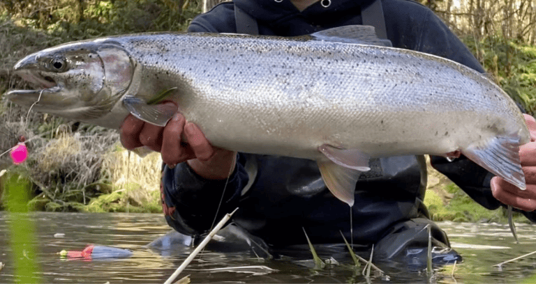 Float Fishing For Steelhead: Tips & Gear Choices (2025)