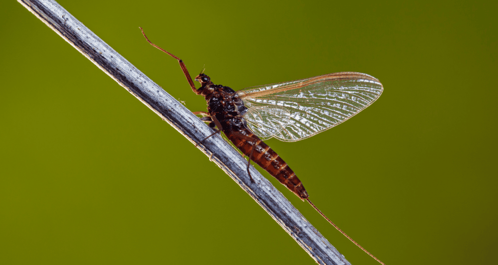 The 7 Best Green Drake Fly Patterns: Buy or Tie