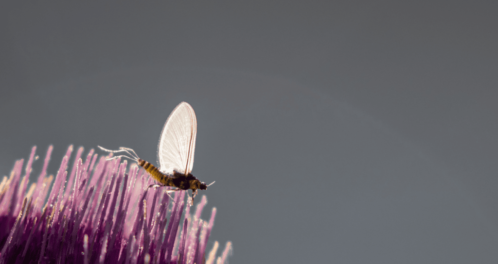 PMD Fly Patterns: 10 Top Pale Morning Dun Flies (2025)