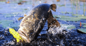 Best Flipping and Pitching Rods: 7 Top Sticks Reviewed (2025)