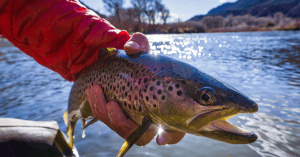 The 16 Best Trout Fishing Streams in Pennsylvania: Expert Guide