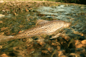 When Do Brown Trout Spawn: Full Details for Key Areas