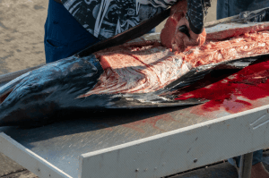 Can You Eat Marlin? And Does It Taste Good? – Tackle Village