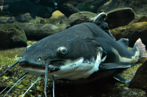 Best Time of Day to Fish for Catfish Explained (+ Seasons)